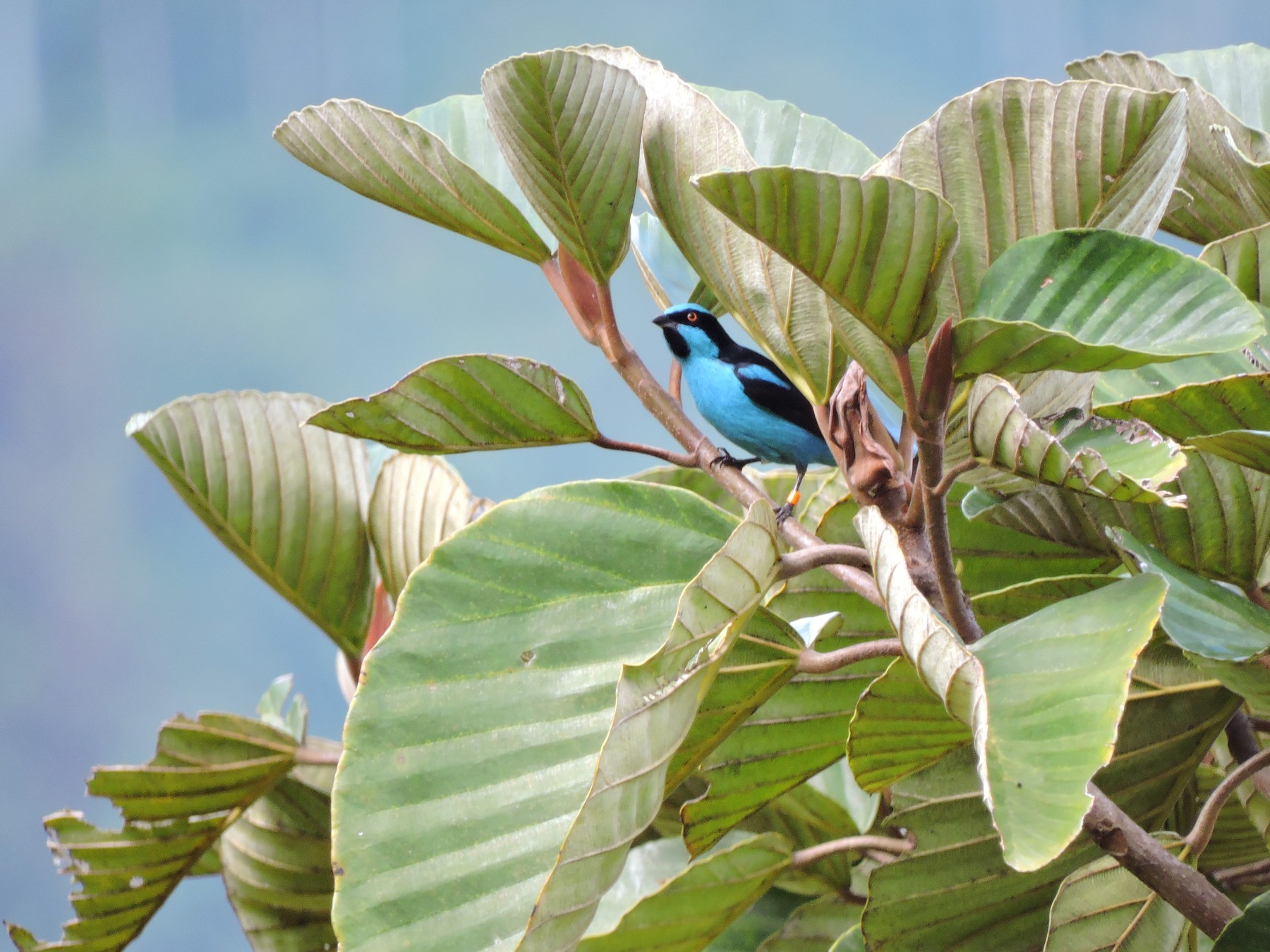 Turquoise Dacnis - eBird