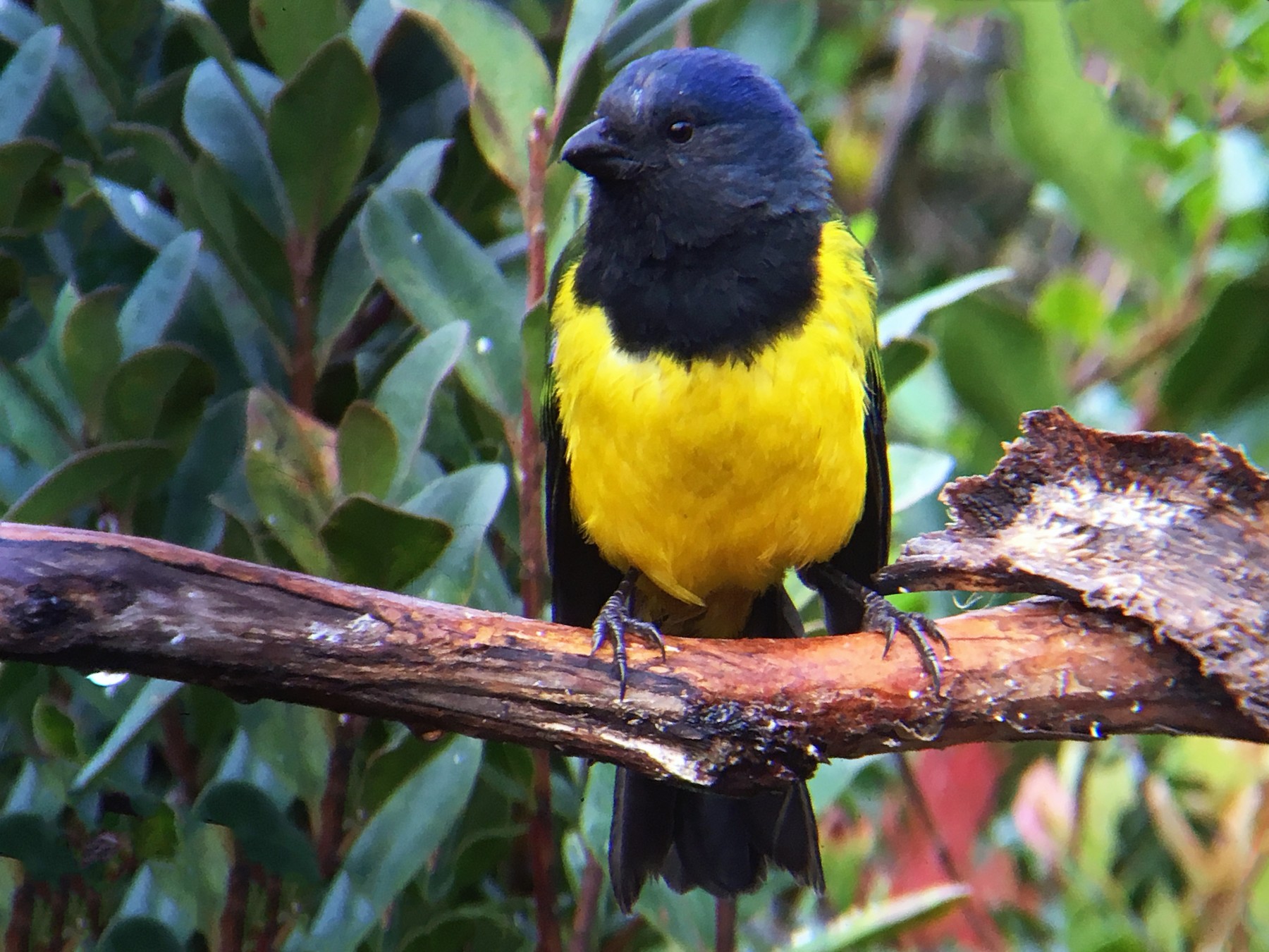 Black-chested Mountain Tanager - eBird