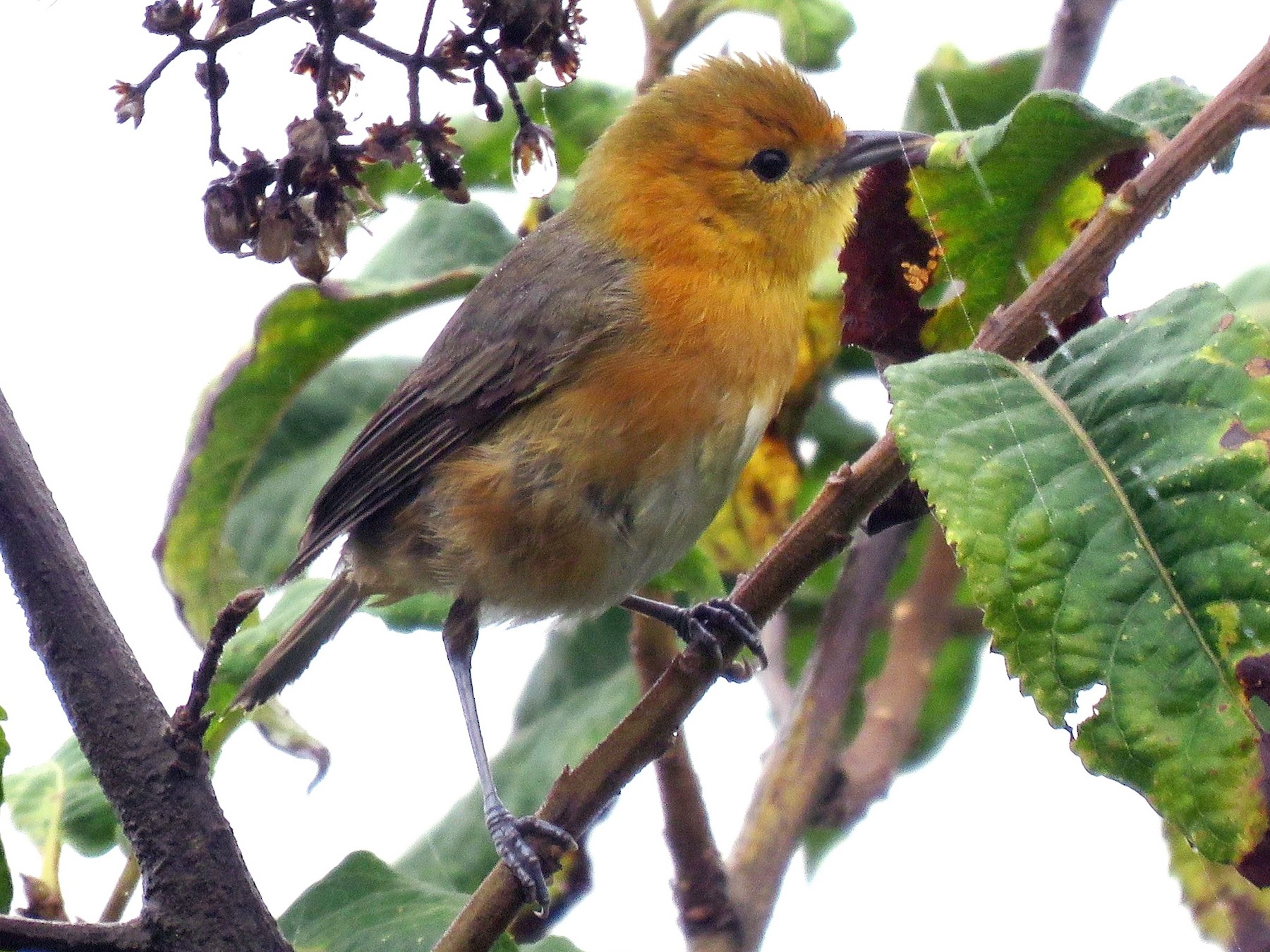 Rufous-chested Tanager - eBird