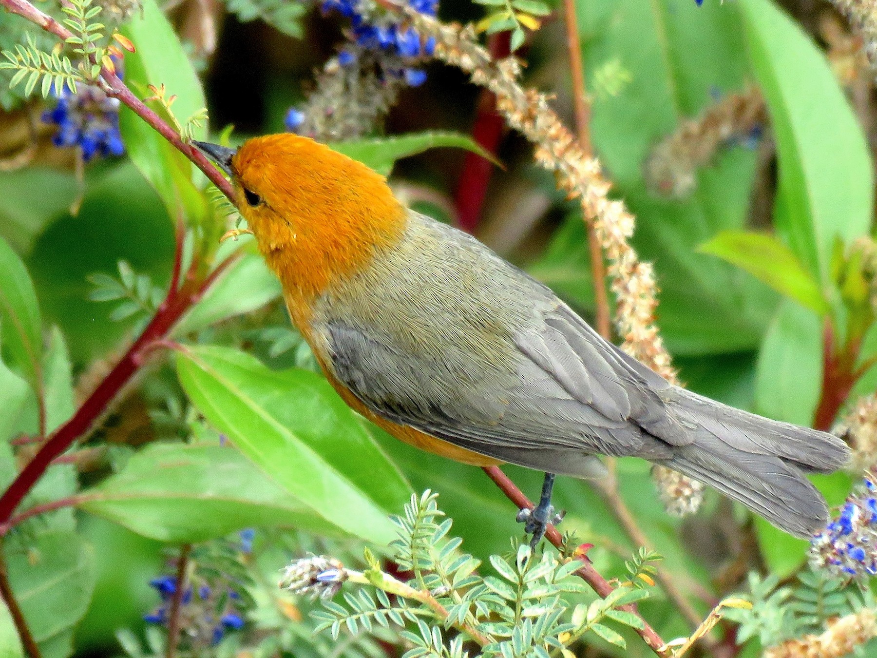Rufous-chested Tanager - eBird