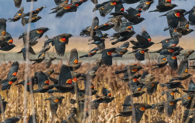 Red Winged Blackbird In Flight