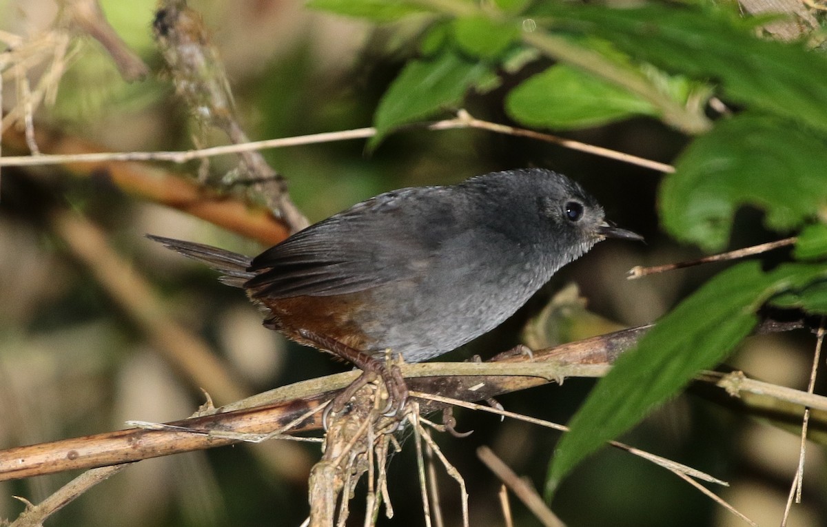 Caracas Tapaculo - Scytalopus caracae - Birds of the World
