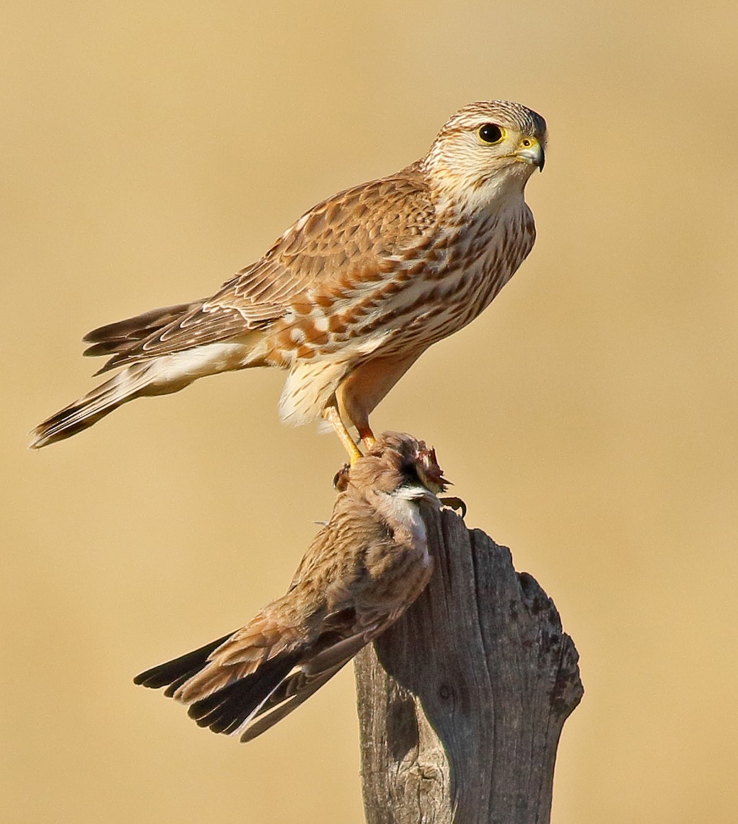 Esmerejón (de las praderas) - eBird