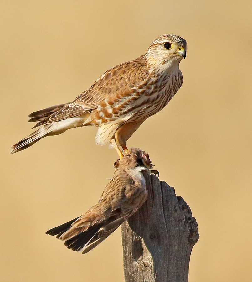 Merlin (Prairie) - eBird