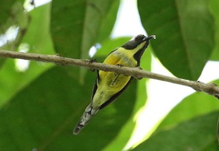 Tboli Sunbird - Aethopyga tibolii - Birds of the World