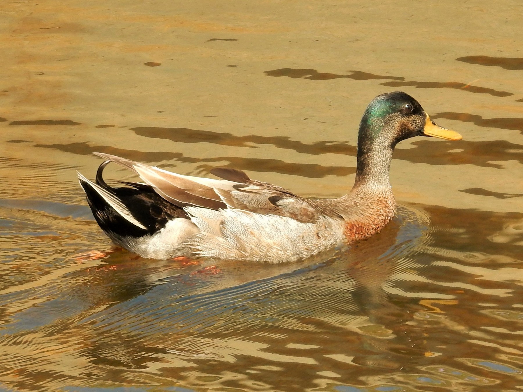 Yellow-billed Duck x Mallard (hybrid) - eBird