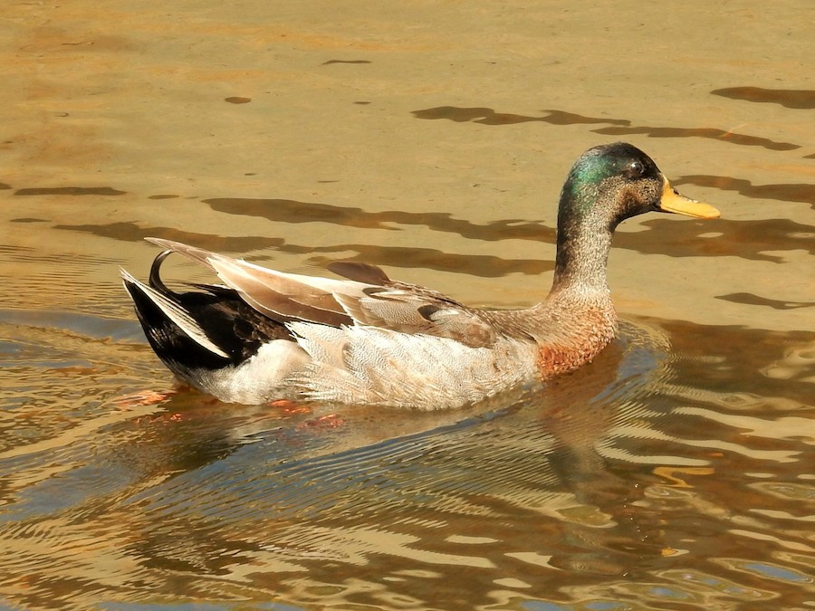 Yellow-billed Duck x Mallard (hybrid) - eBird
