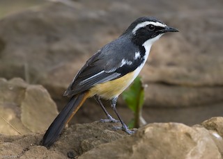 White-throated Robin-Chat - Cossypha humeralis - Birds of the World