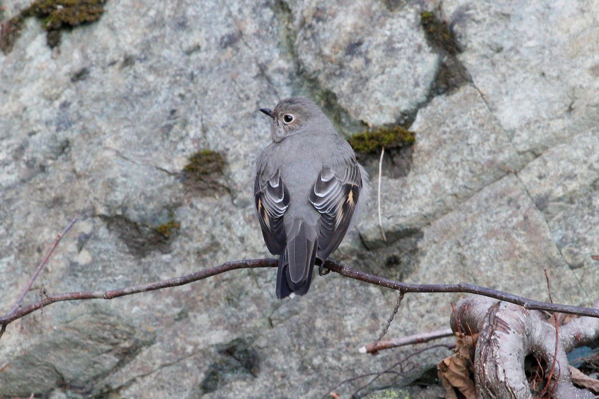 eBird Checklist - 10 Jan 2018 - Ketchikan (town) - 1 species