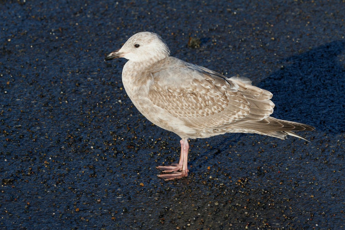 eBird Checklist - 9 Jan 2018 - Ketchikan (town) - 2 species (+2 other taxa)