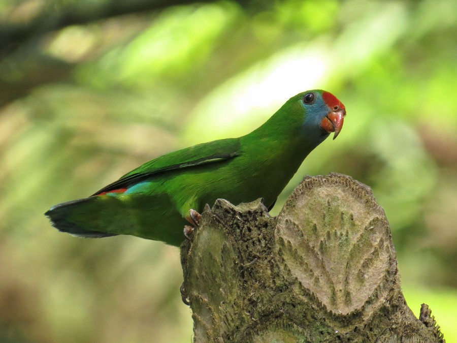 Philippine Hanging Parrot - eBird