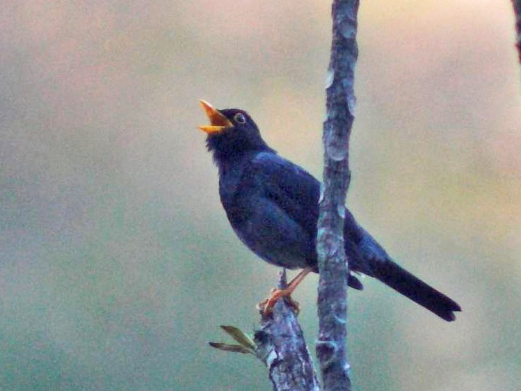 Yellow-legged Thrush - eBird