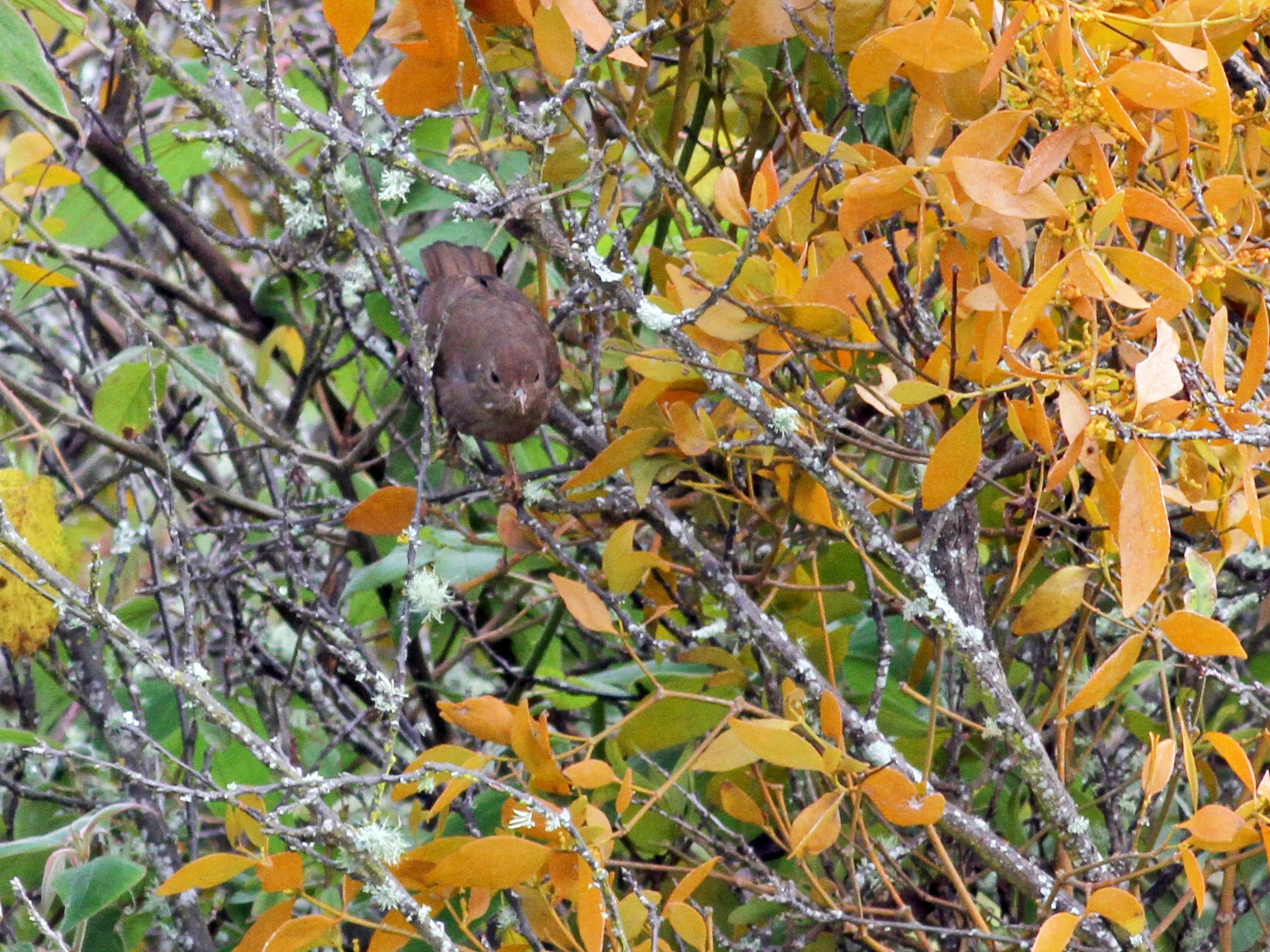 Yellow-legged Thrush - eBird