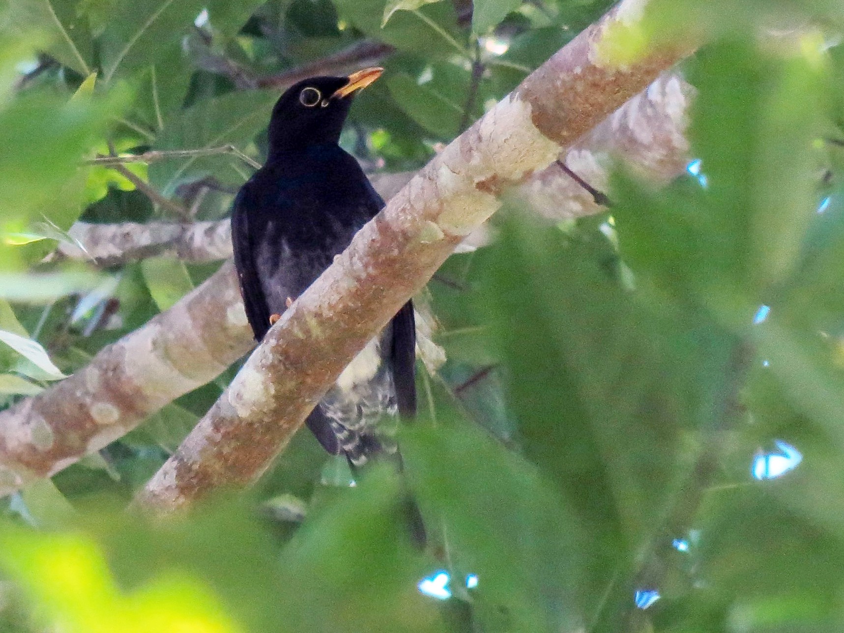 Yellow-legged Thrush - eBird
