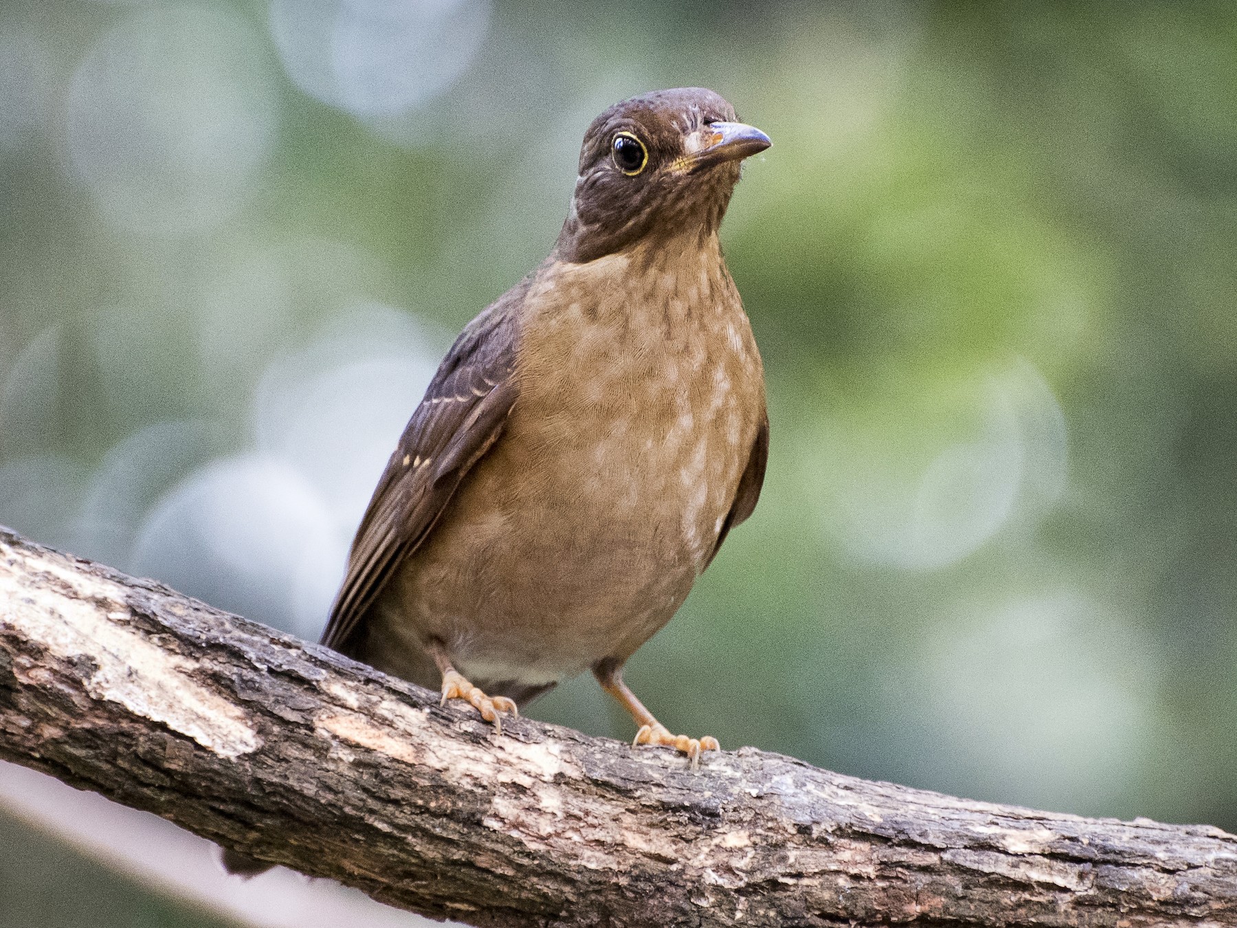 Yellow-legged Thrush - eBird