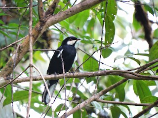 Black Solitaire - eBird