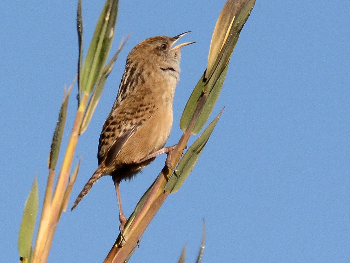 Apolinar's Wren - eBird