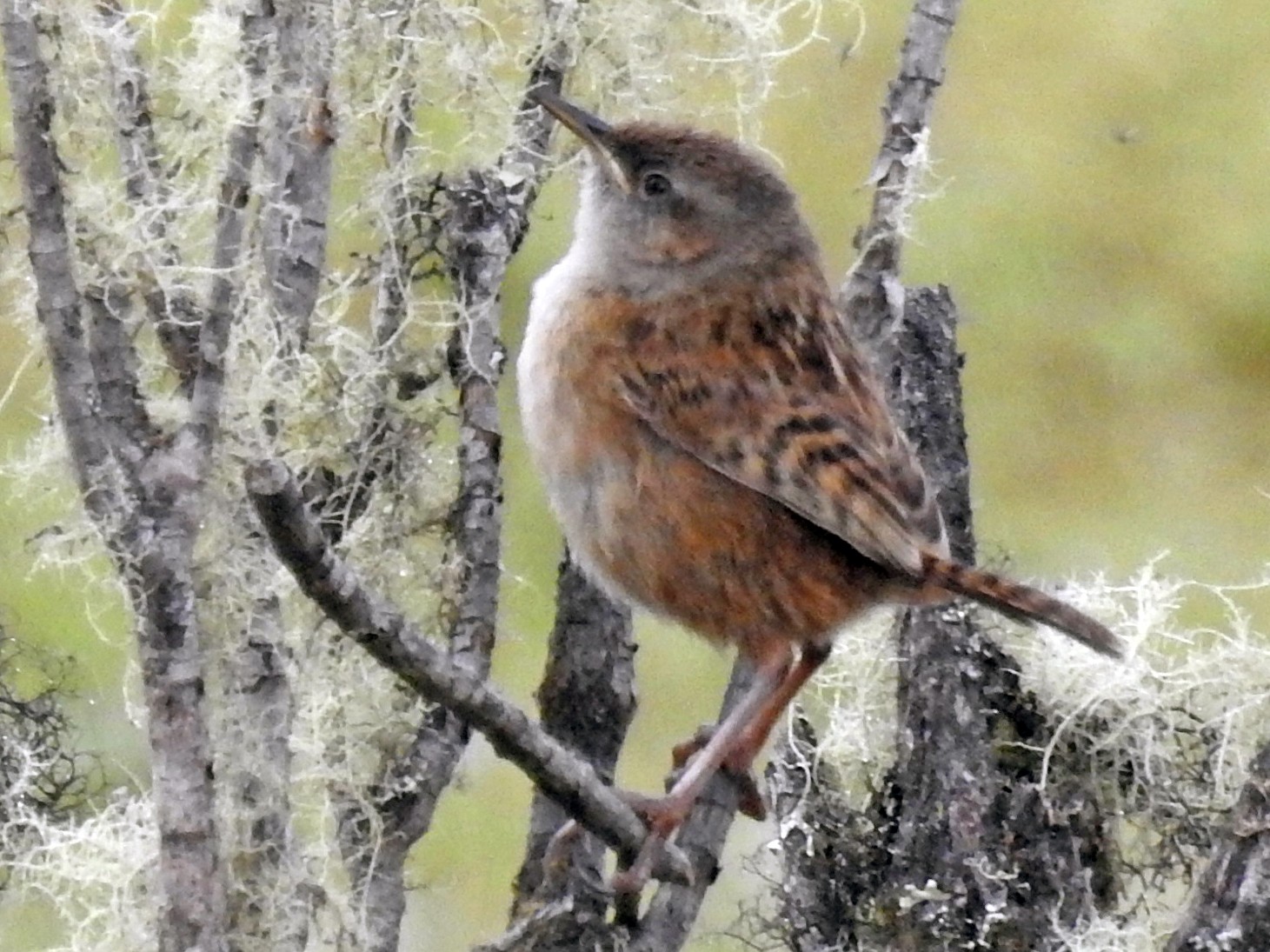 Apolinar's Wren - eBird