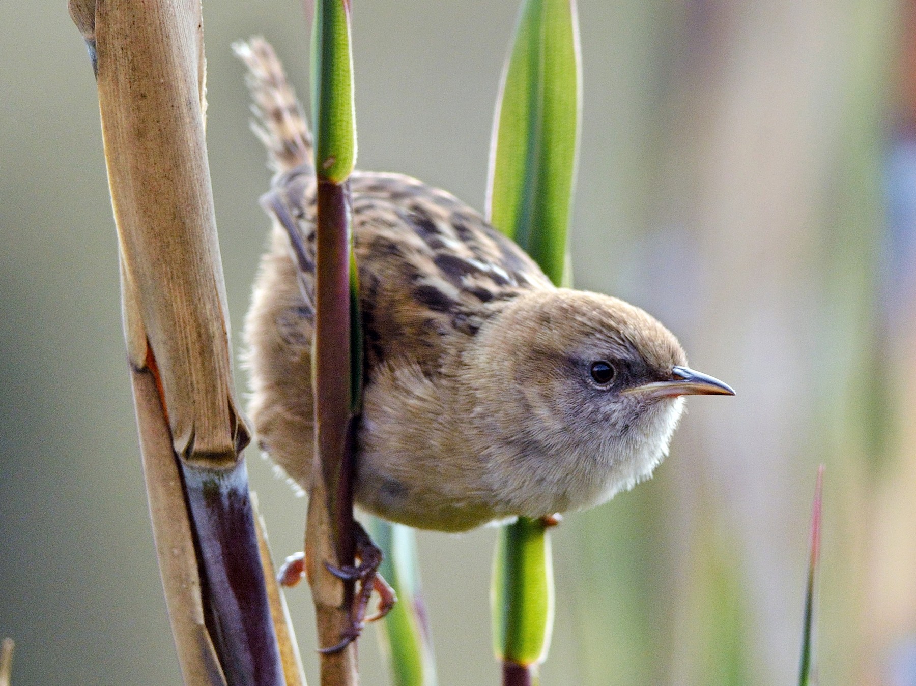 Apolinar's Wren - eBird