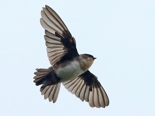 Pale-footed Swallow - Orochelidon flavipes - Birds of the World