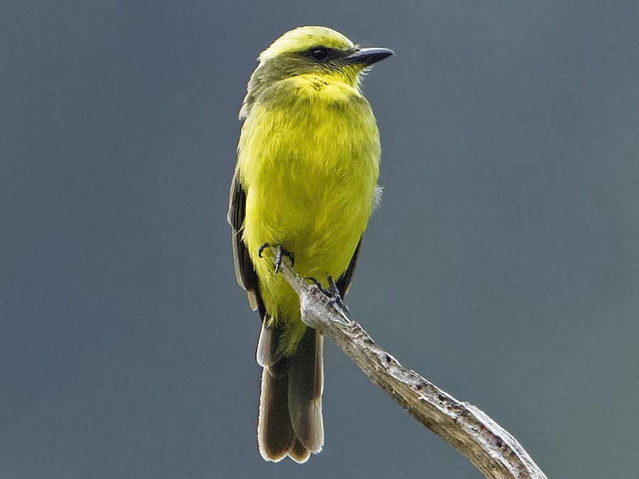 Lemon-browed Flycatcher - eBird