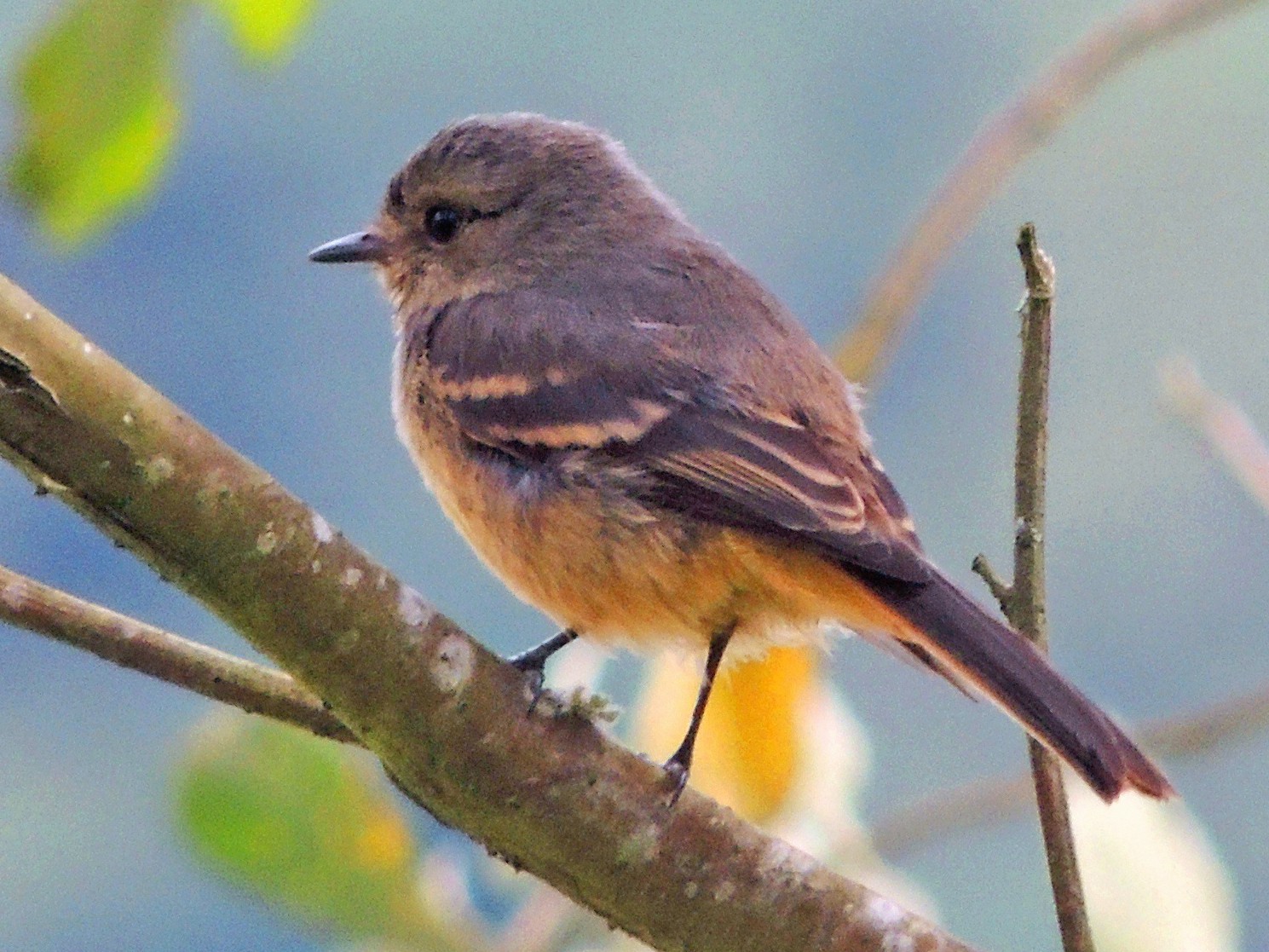 Rufous-tailed Tyrant - eBird