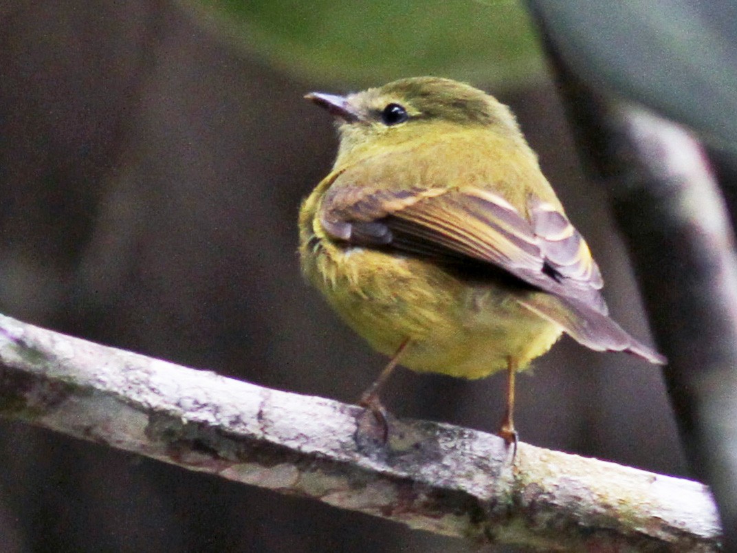 Mosquero Amarillo - eBird