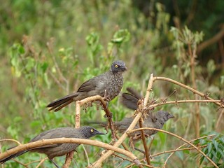 Scaly Babbler - Turdoides squamulata - Birds of the World