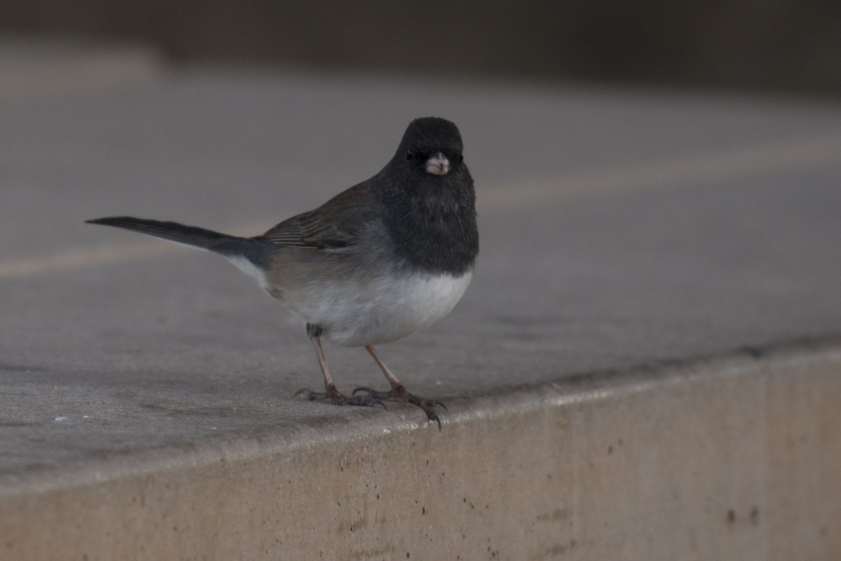 eBird Checklist - 10 Jan 2018 - Joshua Tree NP--Hidden Valley area - 7 ...