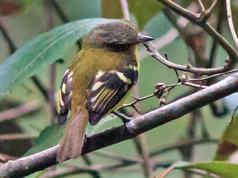 Mosquero Hermoso - eBird