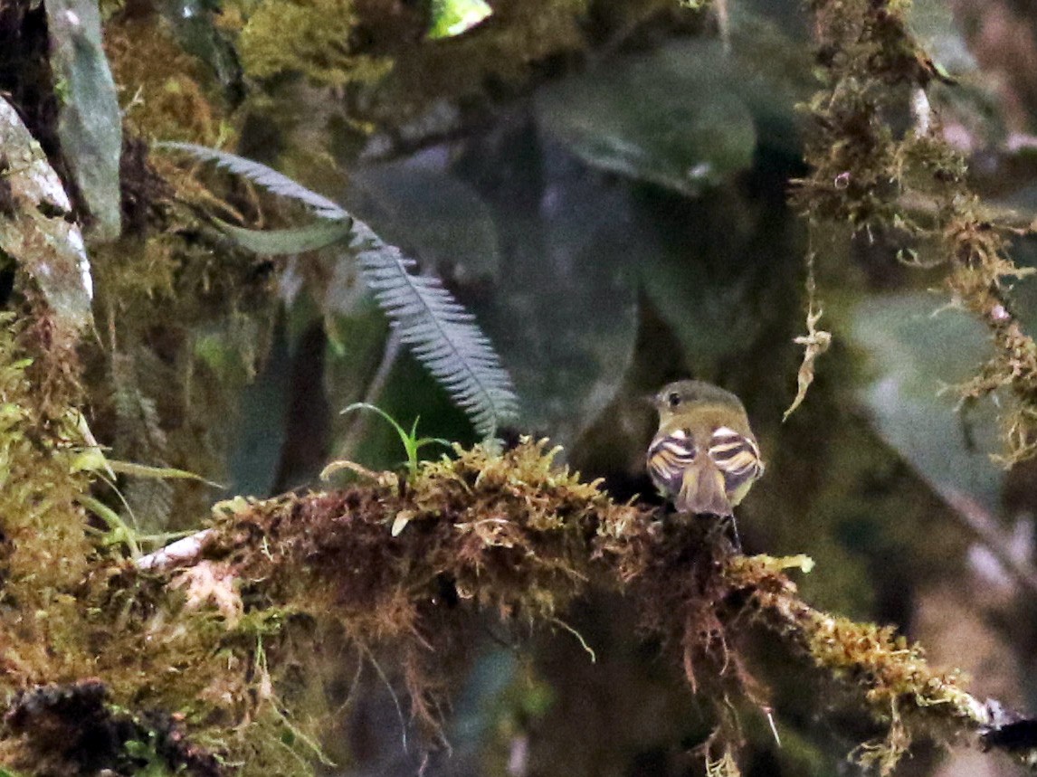 Mosquero Hermoso - eBird