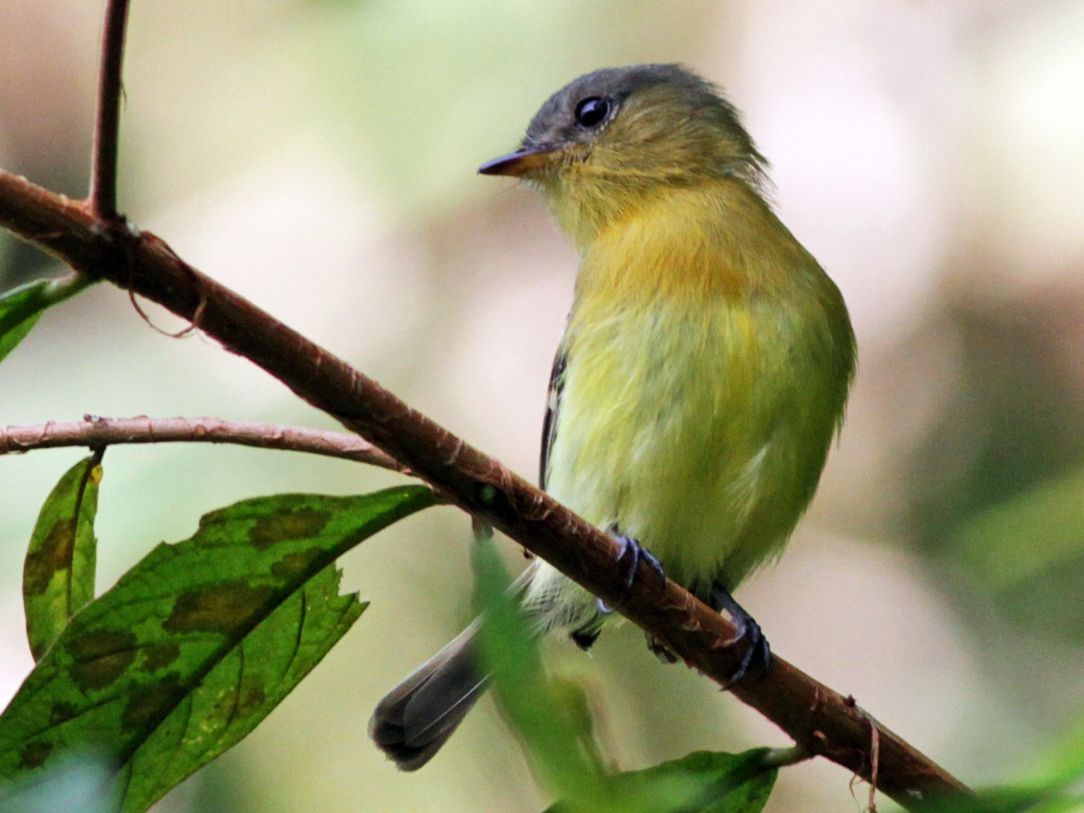 Handsome Flycatcher - eBird