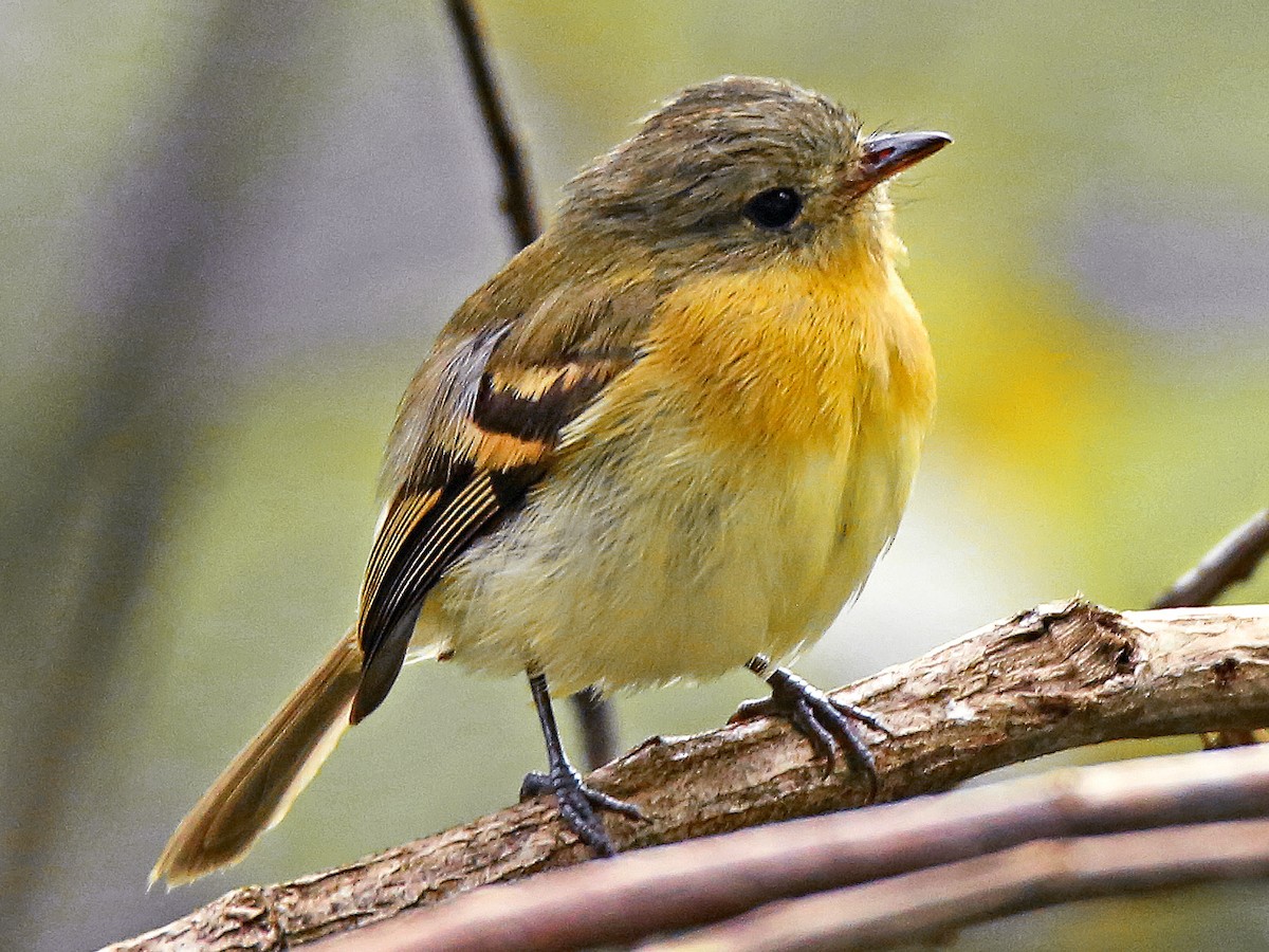 Handsome Flycatcher - Nephelomyias pulcher - Birds of the World