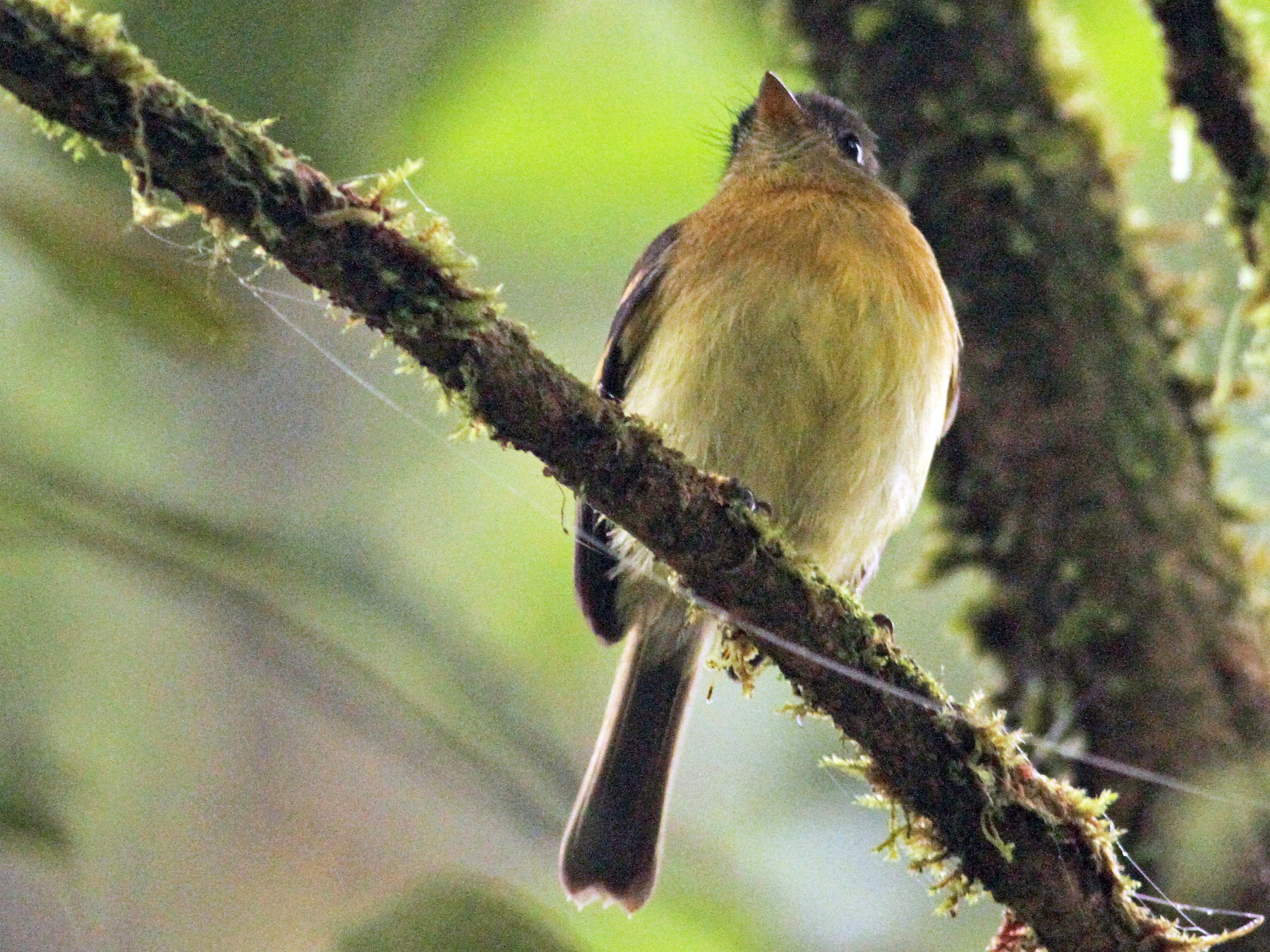 Mosquero Hermoso - eBird