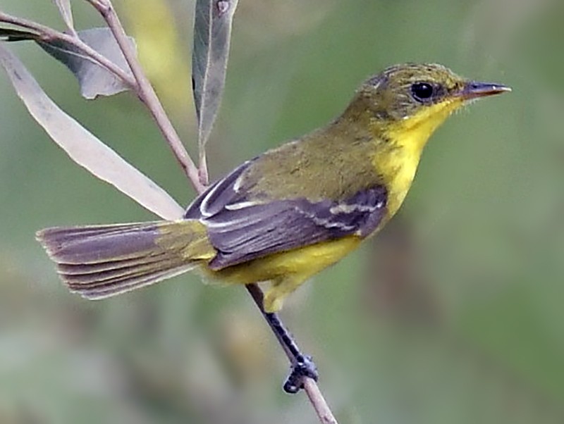 Subtropical Doradito - eBird