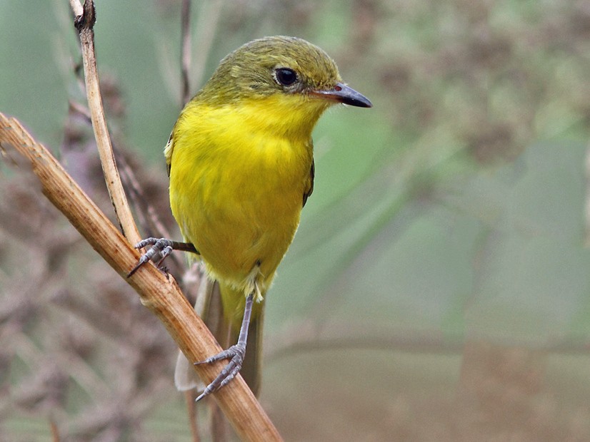 Subtropical Doradito - eBird