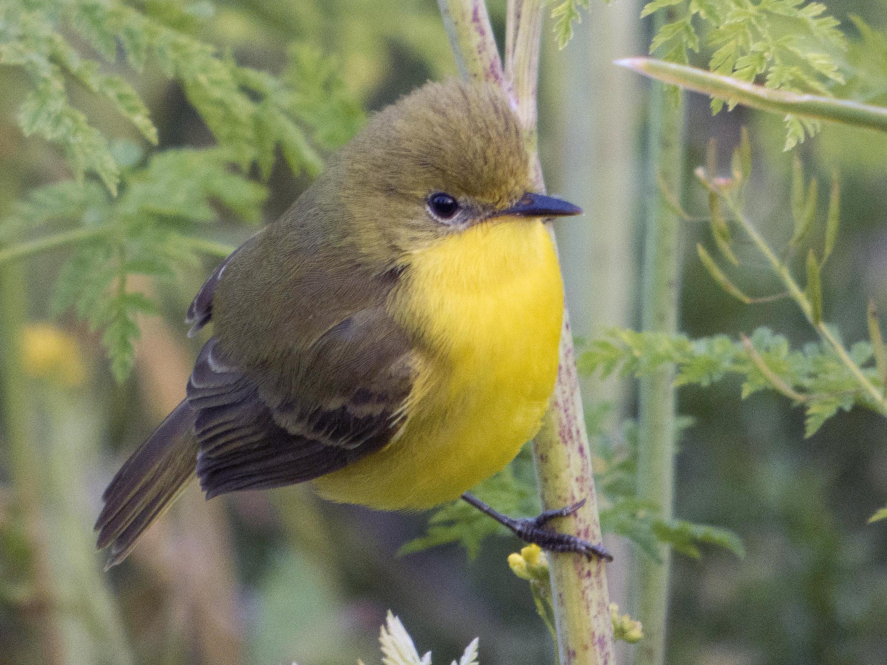 Subtropical Doradito - eBird