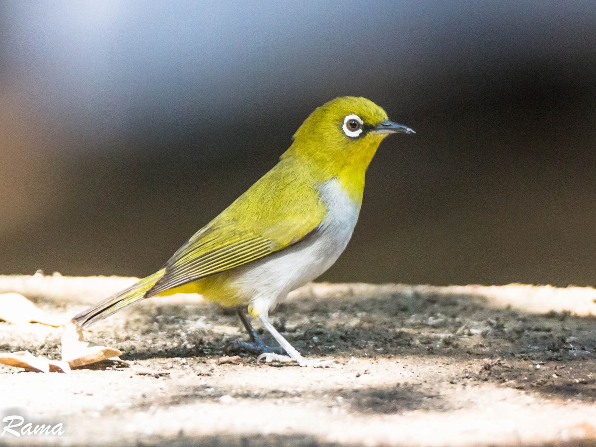 ML81496251 Indian White-eye Macaulay Library
