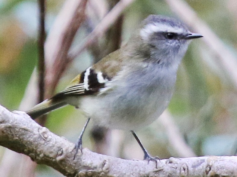 White-banded Tyrannulet - eBird