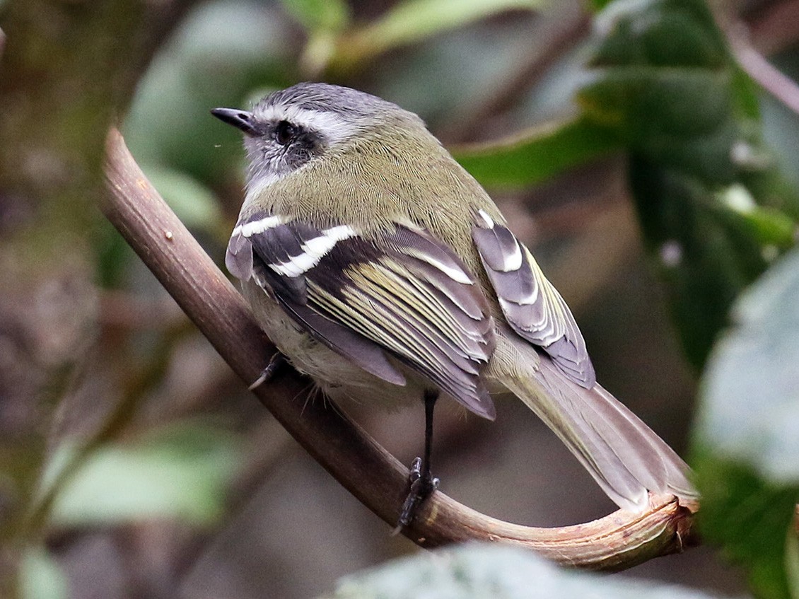 White-banded Tyrannulet - eBird