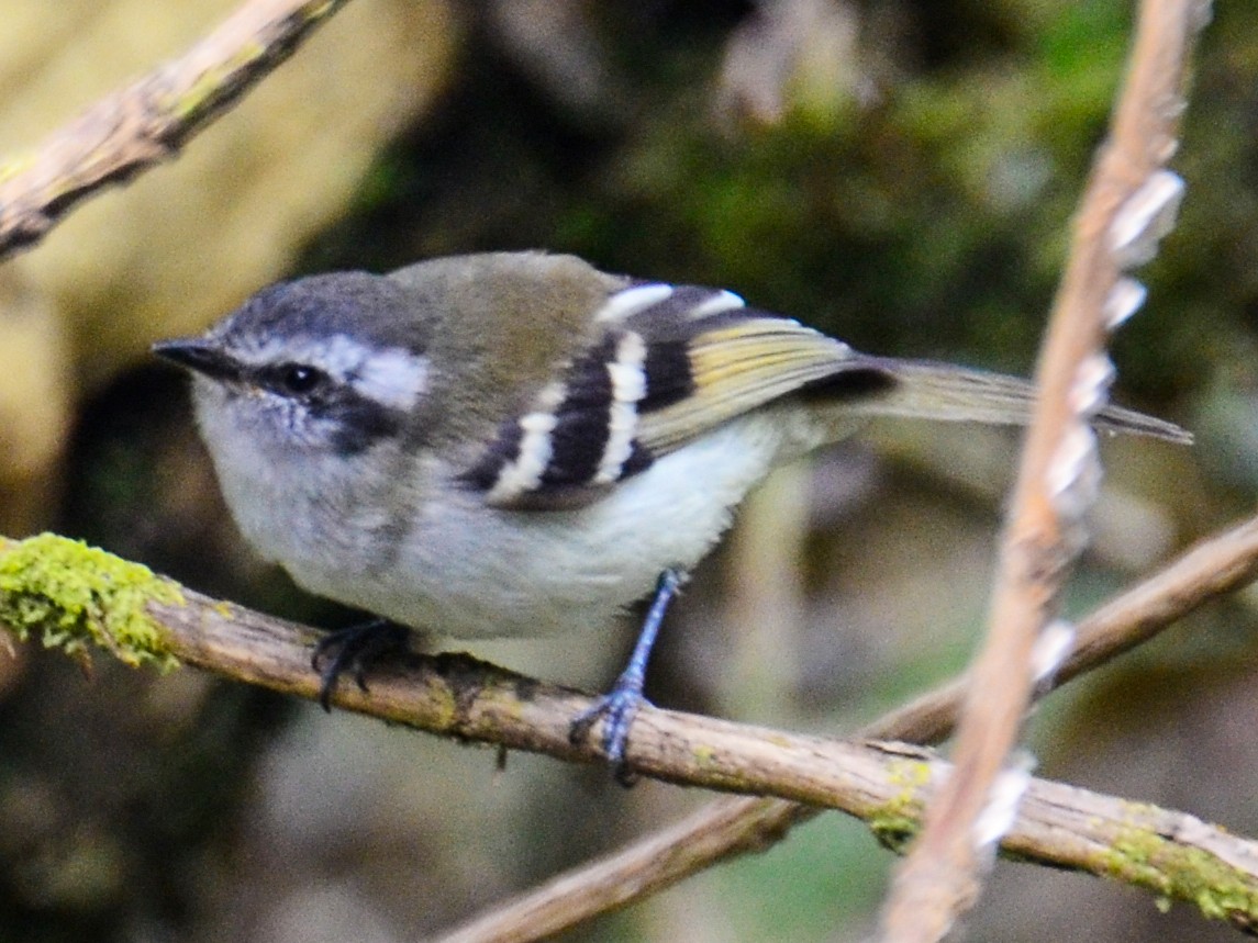 Piojito Alifranjeado - eBird
