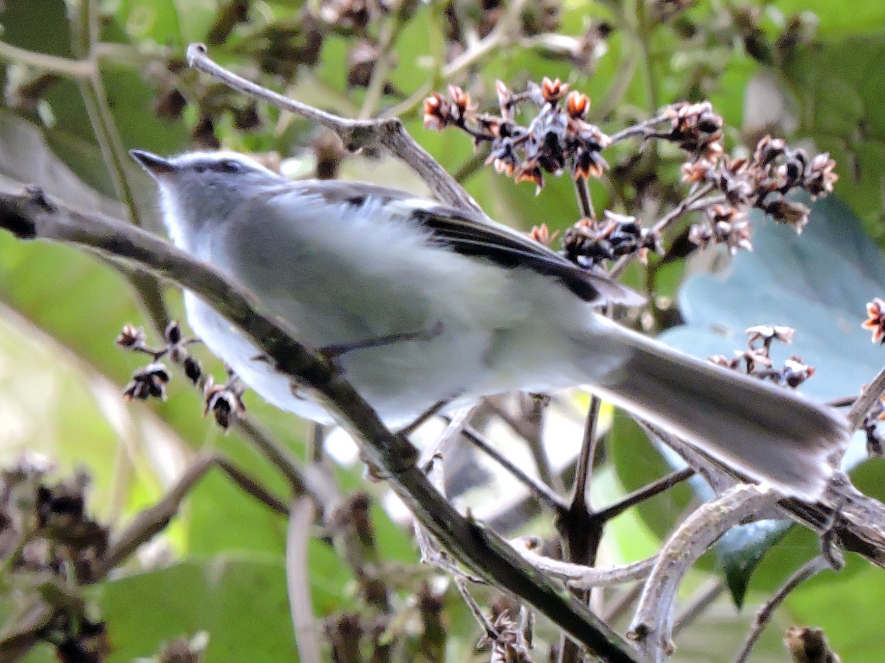 White-banded Tyrannulet - eBird