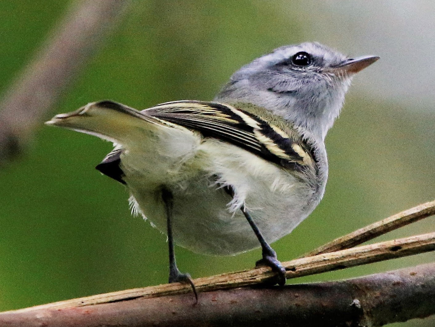 White-tailed Tyrannulet - eBird