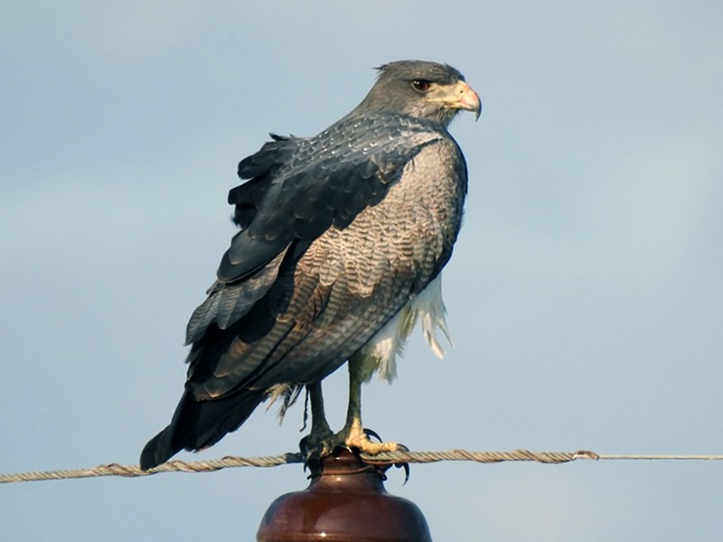 Black-chested Buzzard-Eagle - eBird