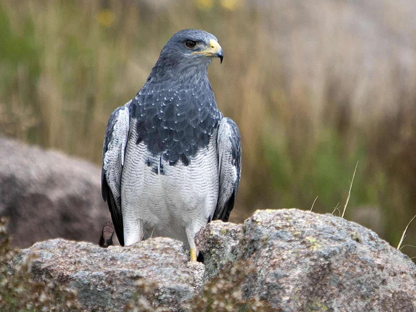 Black-chested Buzzard-Eagle - eBird