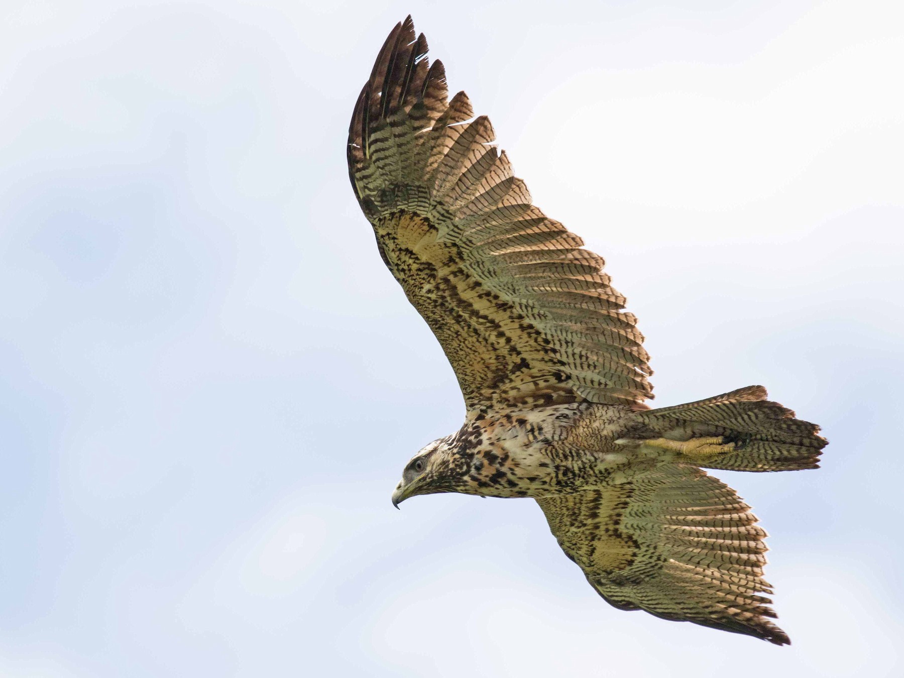 Black-chested Buzzard-Eagle - eBird