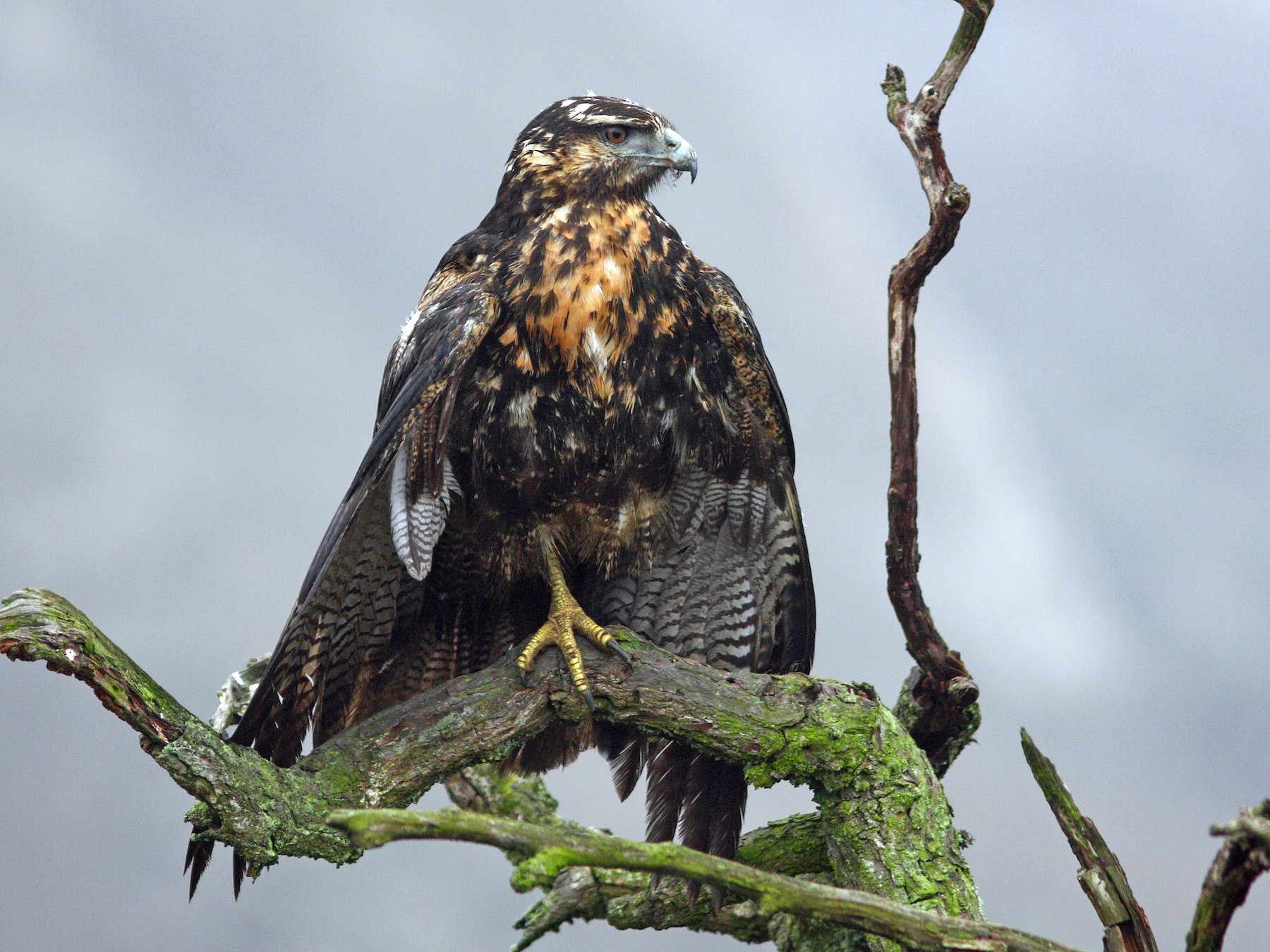 Black-chested Buzzard-Eagle - eBird