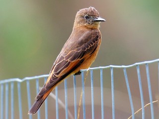 Cliff Flycatcher - eBird