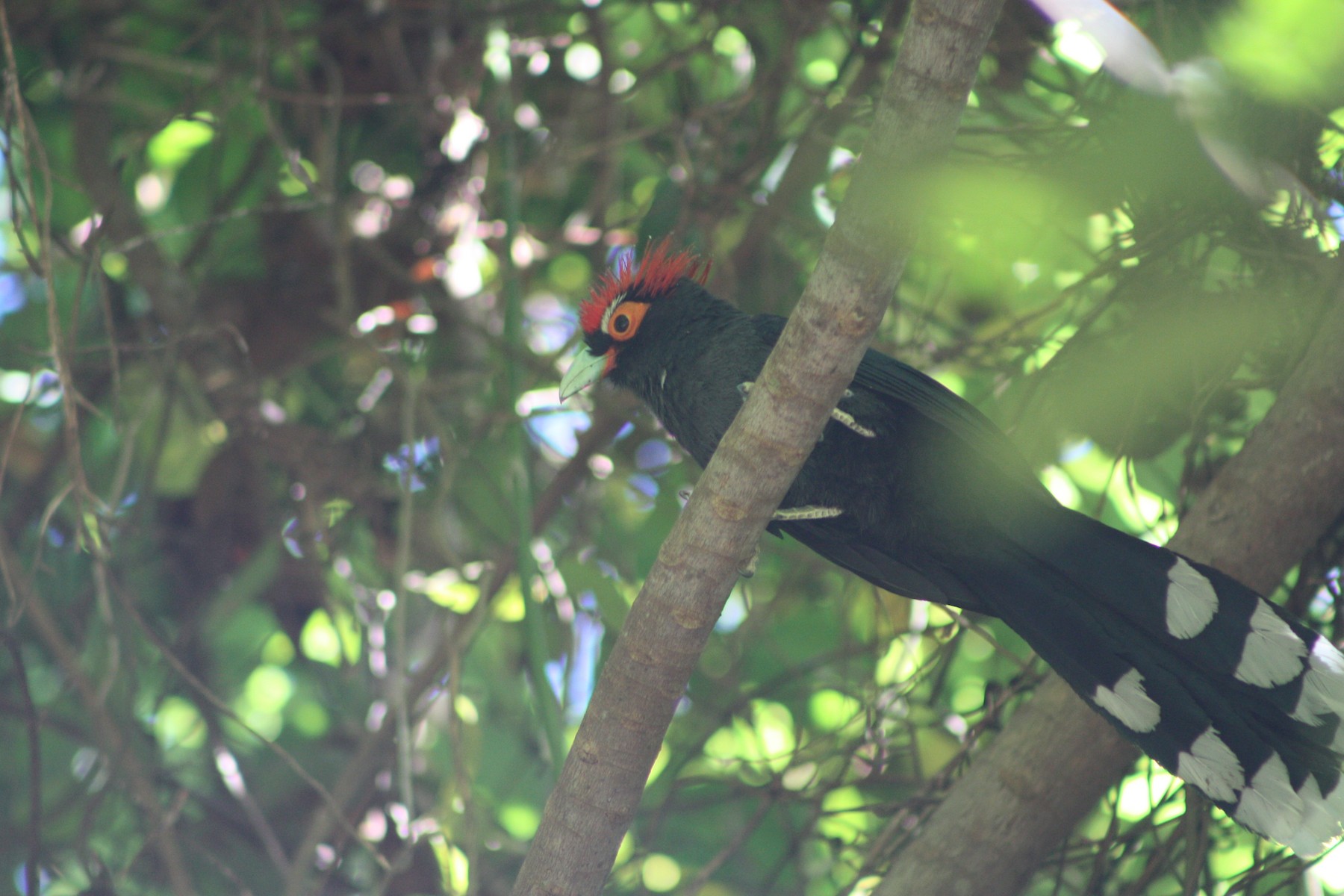 Red-crested Malkoha - eBird