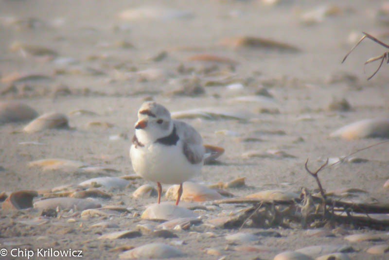 eBird Checklist - 7 Sep 2012 - Sandy Hook - 27 species